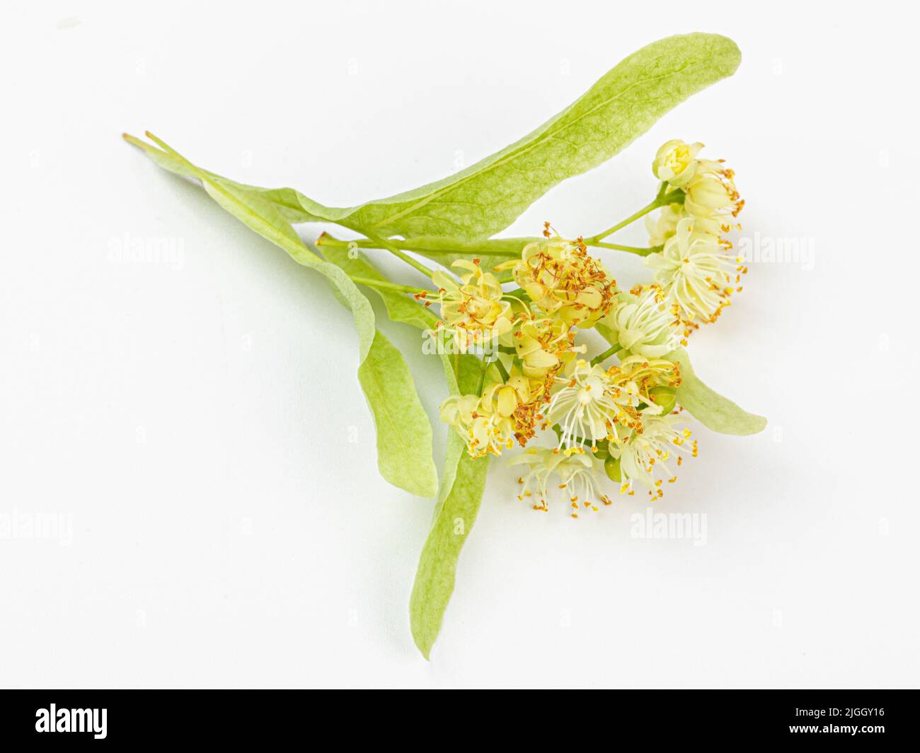 isolated beautiful fresh linden flower on white background Stock Photo ...
