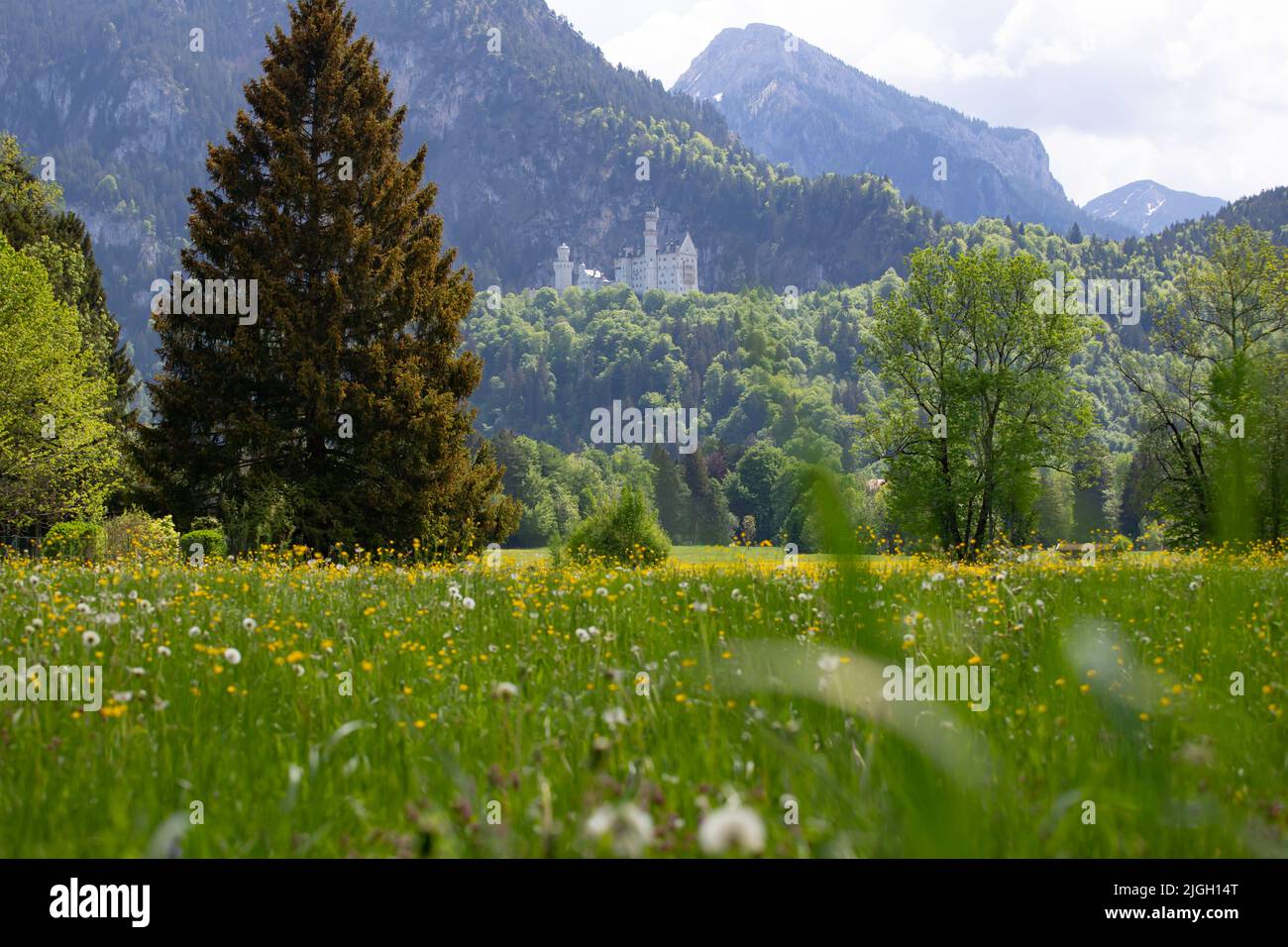 Spring meadow in the bavarian alps with Neuschwanstein Castle in the ...