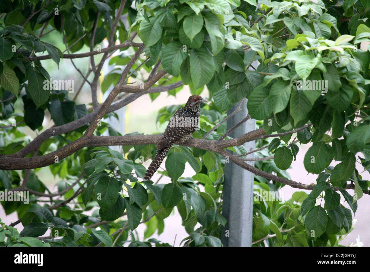 Asian koel (female) (Eudynamys scolopaceus) perched on a tree branch ...