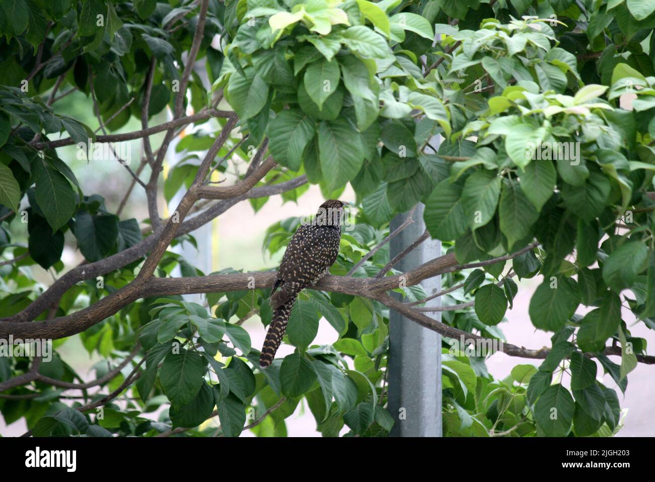 Asian koel (female) (Eudynamys scolopaceus) perched on a tree branch : (pix SShukla Stock Photo ...