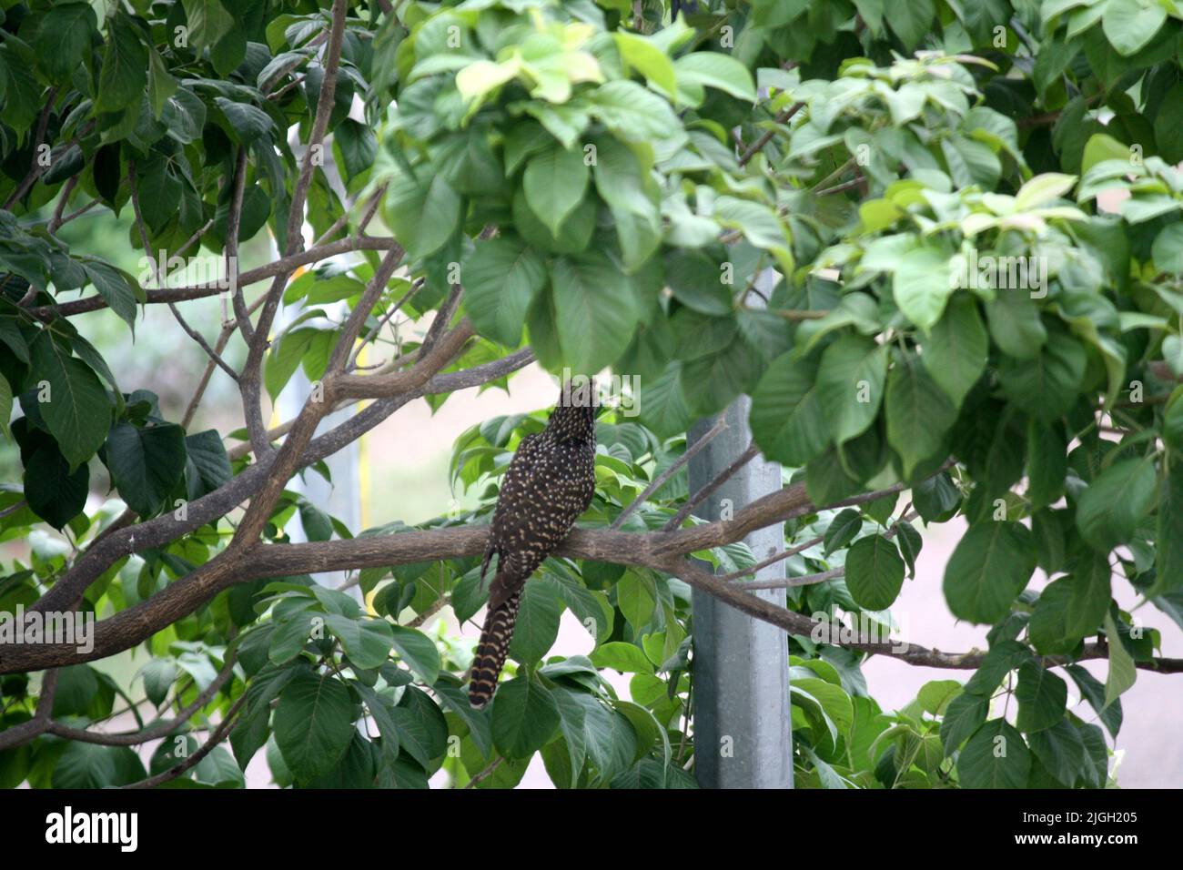Asian koel (female) (Eudynamys scolopaceus) perched on a tree branch : (pix SShukla Stock Photo ...