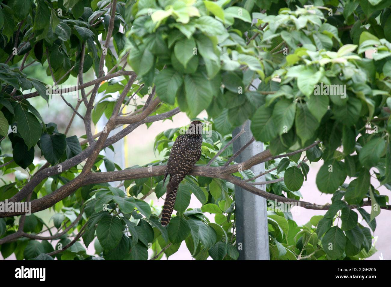 Asian koel (female) (Eudynamys scolopaceus) perched on a tree branch ...