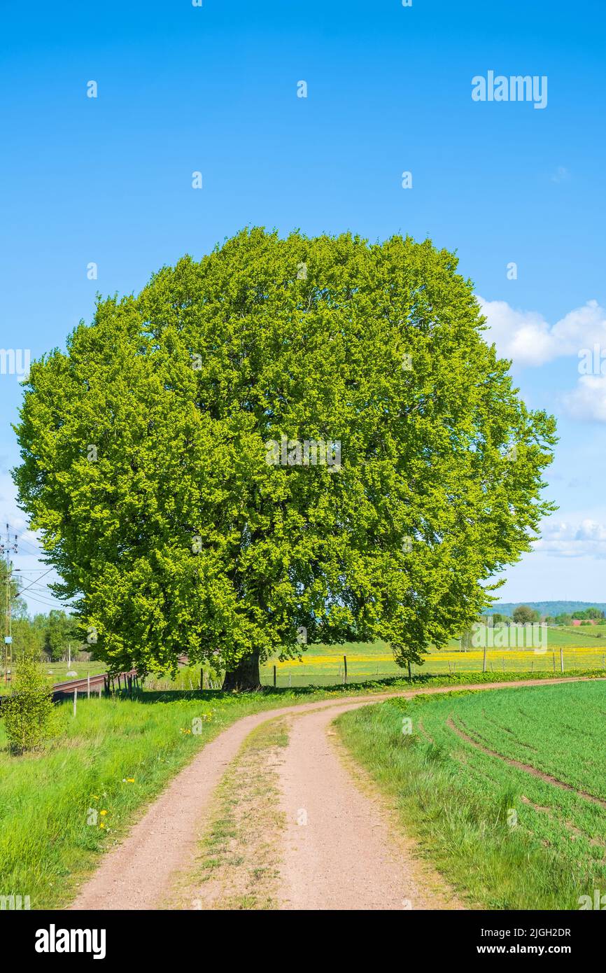 Large tree by a gravel road in the country Stock Photo - Alamy