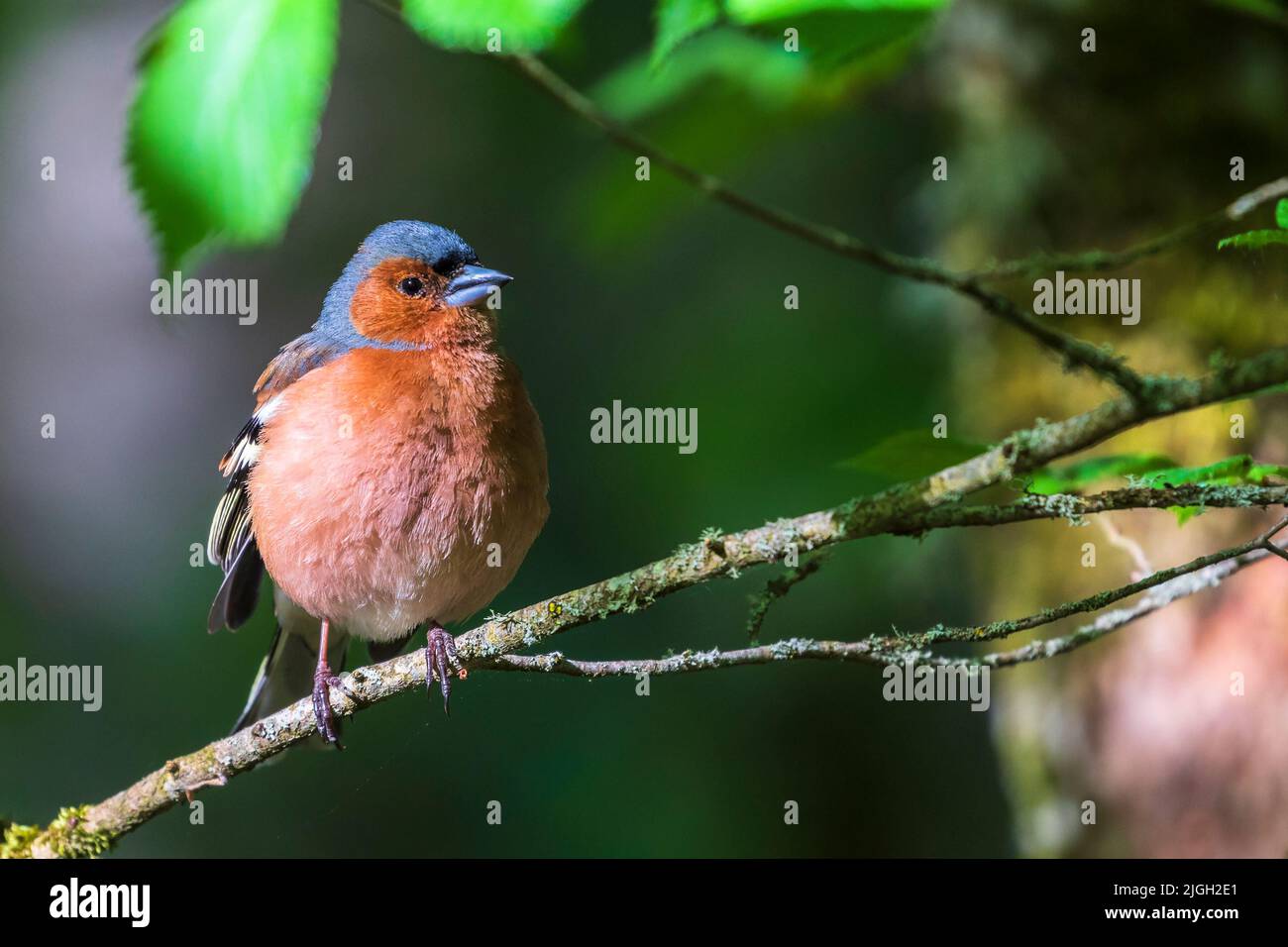 Chaffinch in leaves hi-res stock photography and images - Alamy