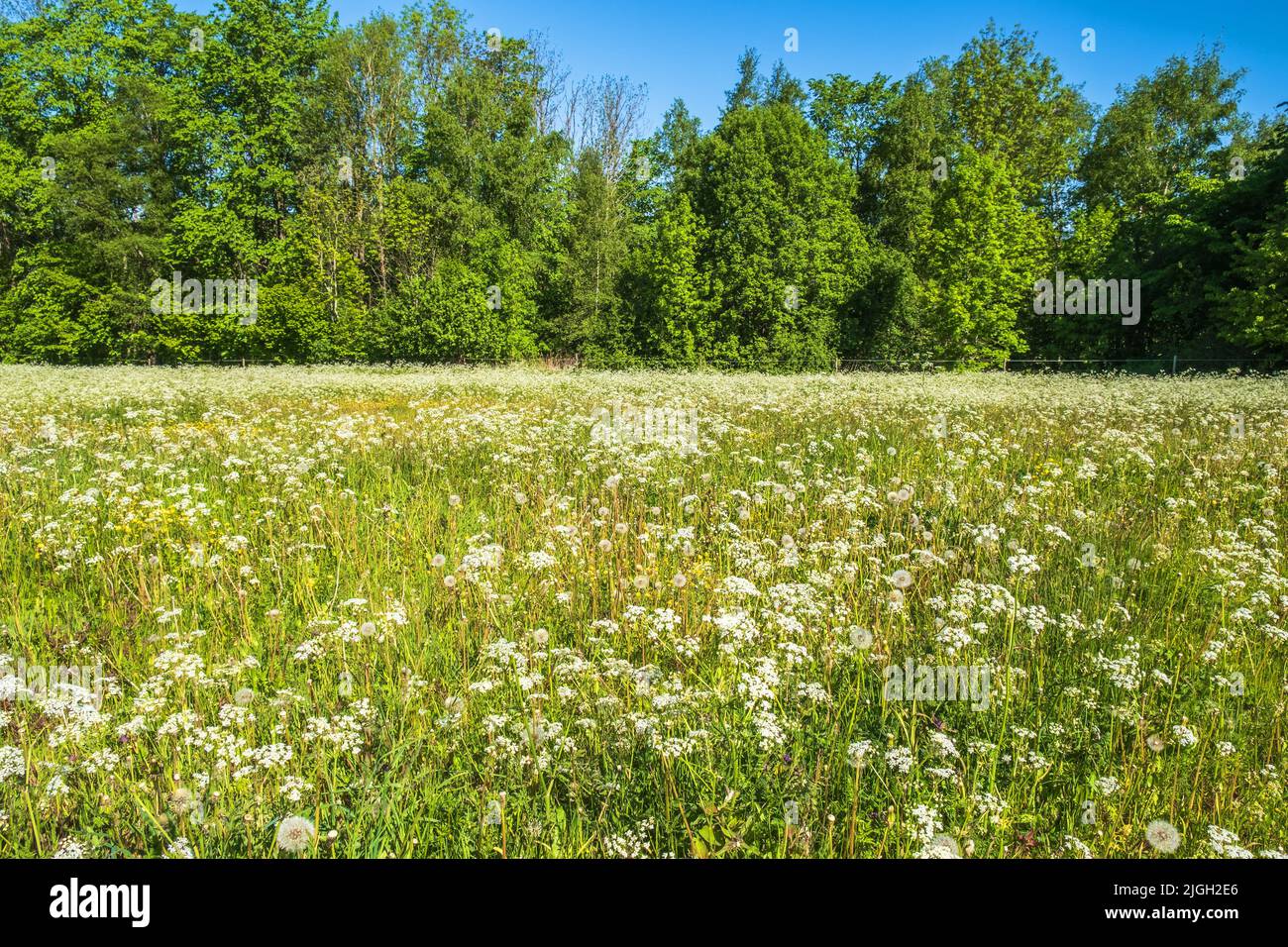 Leafy cow hi-res stock photography and images - Alamy