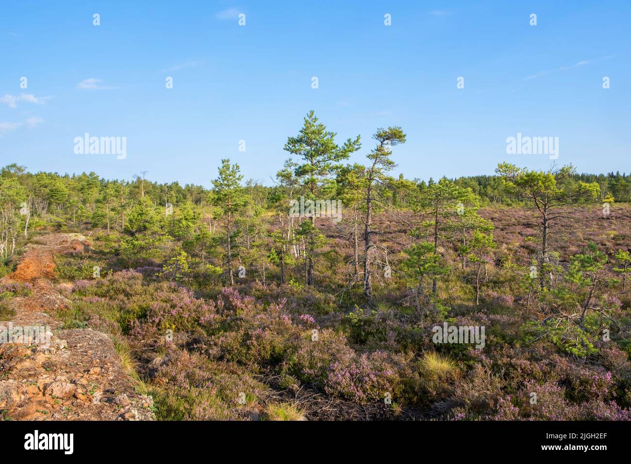 Wetland trees peatland hi-res stock photography and images - Alamy