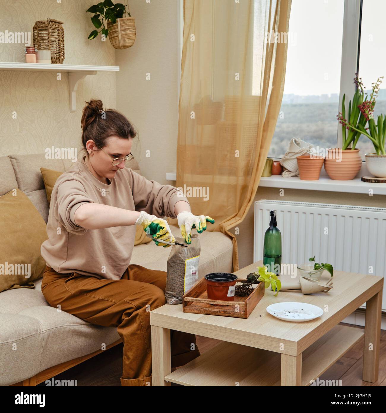 Woman working in home garden, scindapsus neon plant . Transplanting ...