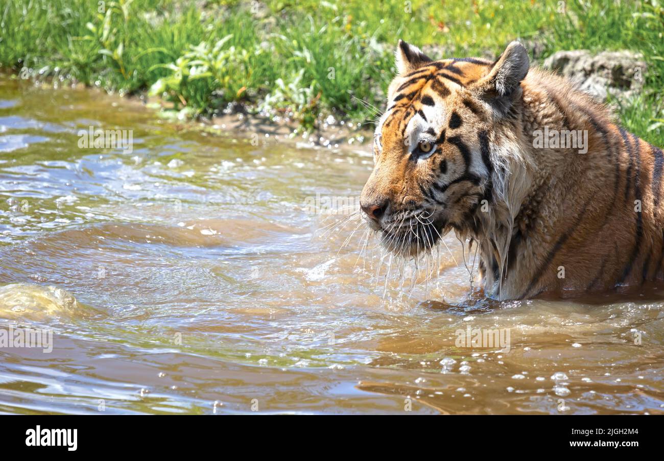 Tiger in water coloring hi-res stock photography and images - Alamy