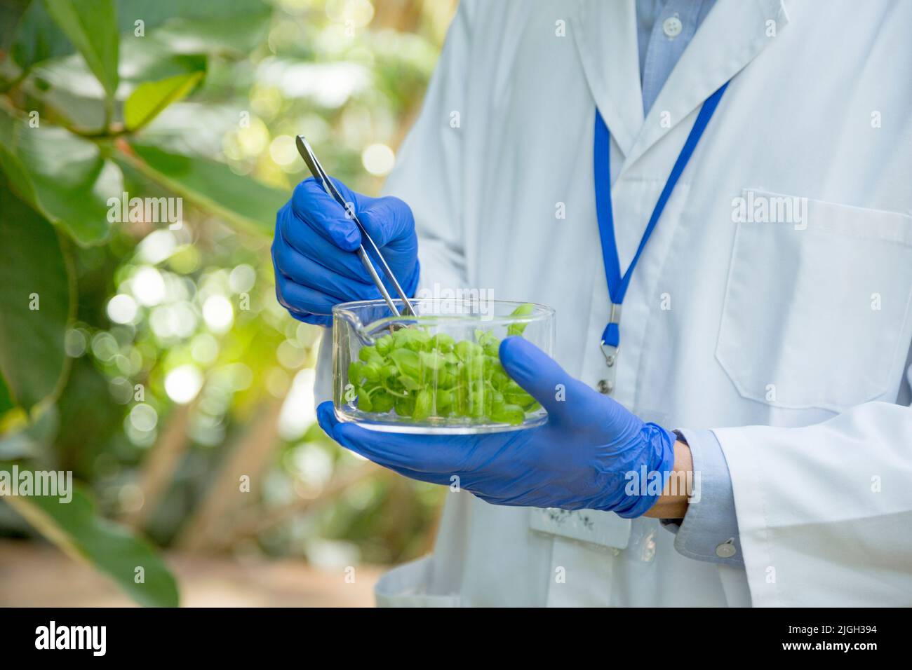 Close up photo of a scientist's hands collecting samples of plant ...