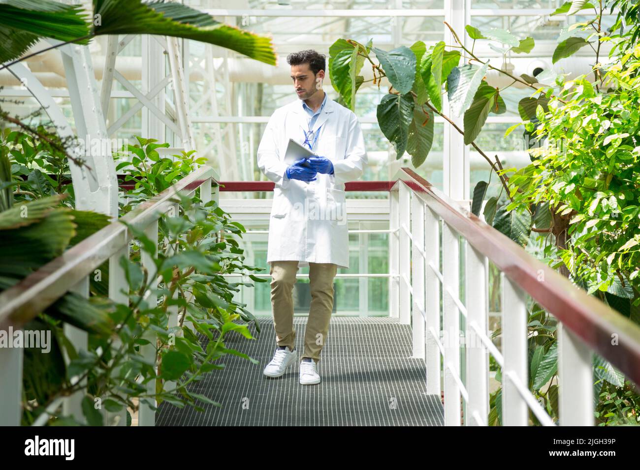 Portrait of a scientist walking along a greenhouse Stock Photo - Alamy