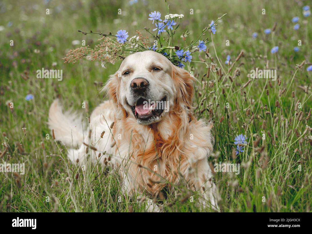 Golden retriever dog outdoors Stock Photo - Alamy