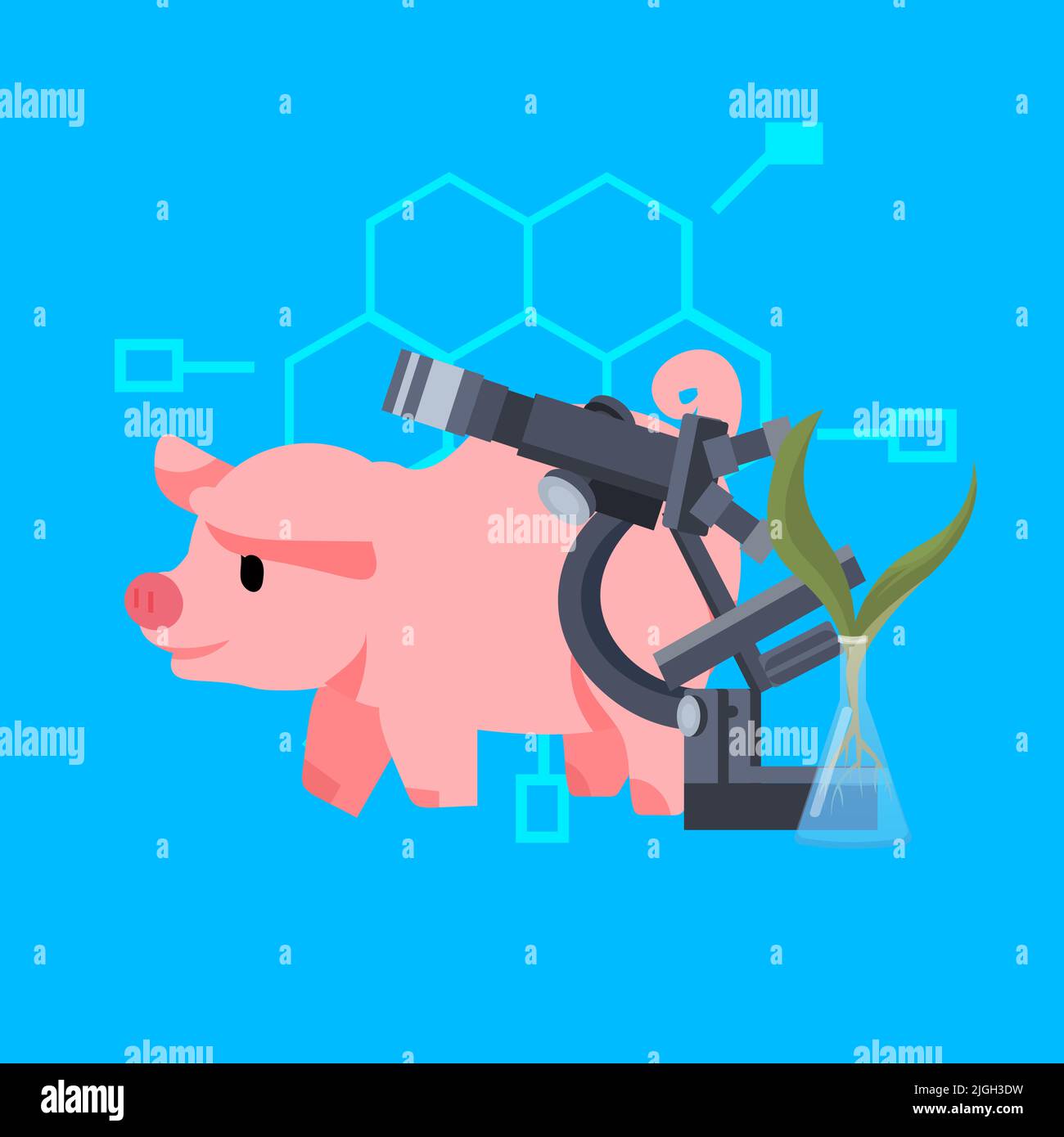 experimental pig near microscope biological genetic engineering ...