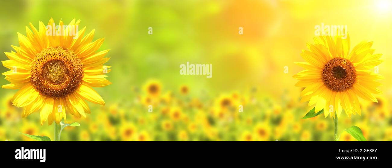 Sunflower on blurred sunny nature background. Horizontal agriculture ...