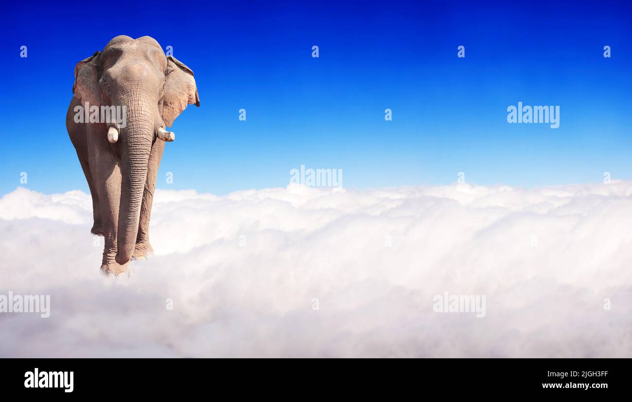 Horizontal banner with elephant above clouds on blue sky background ...