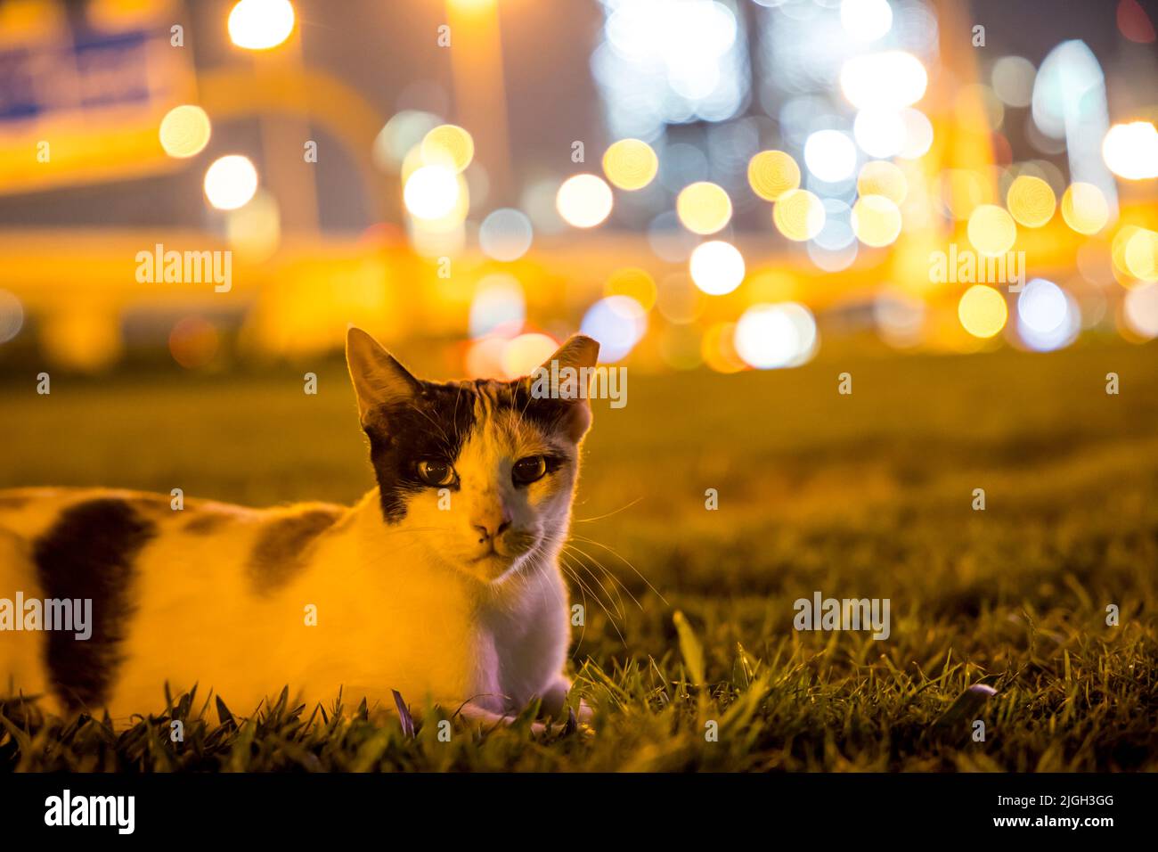 Beautiful Cat in the Green Grass outdoor at Night bokeh background ...