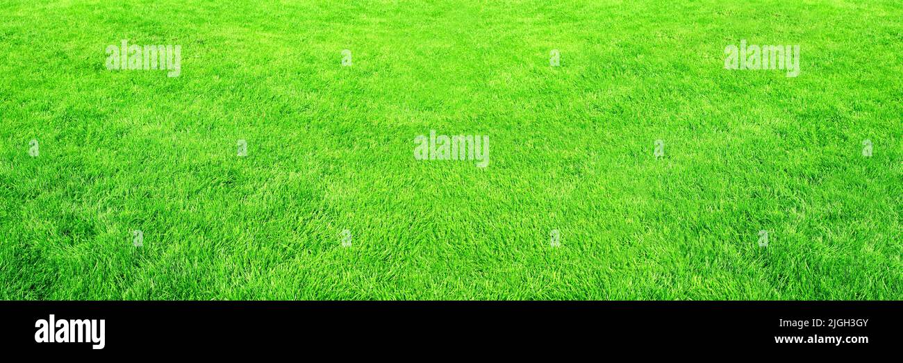 Horizontal banner with green grass on lawn. Stadium grass. Trimmed lawn ...