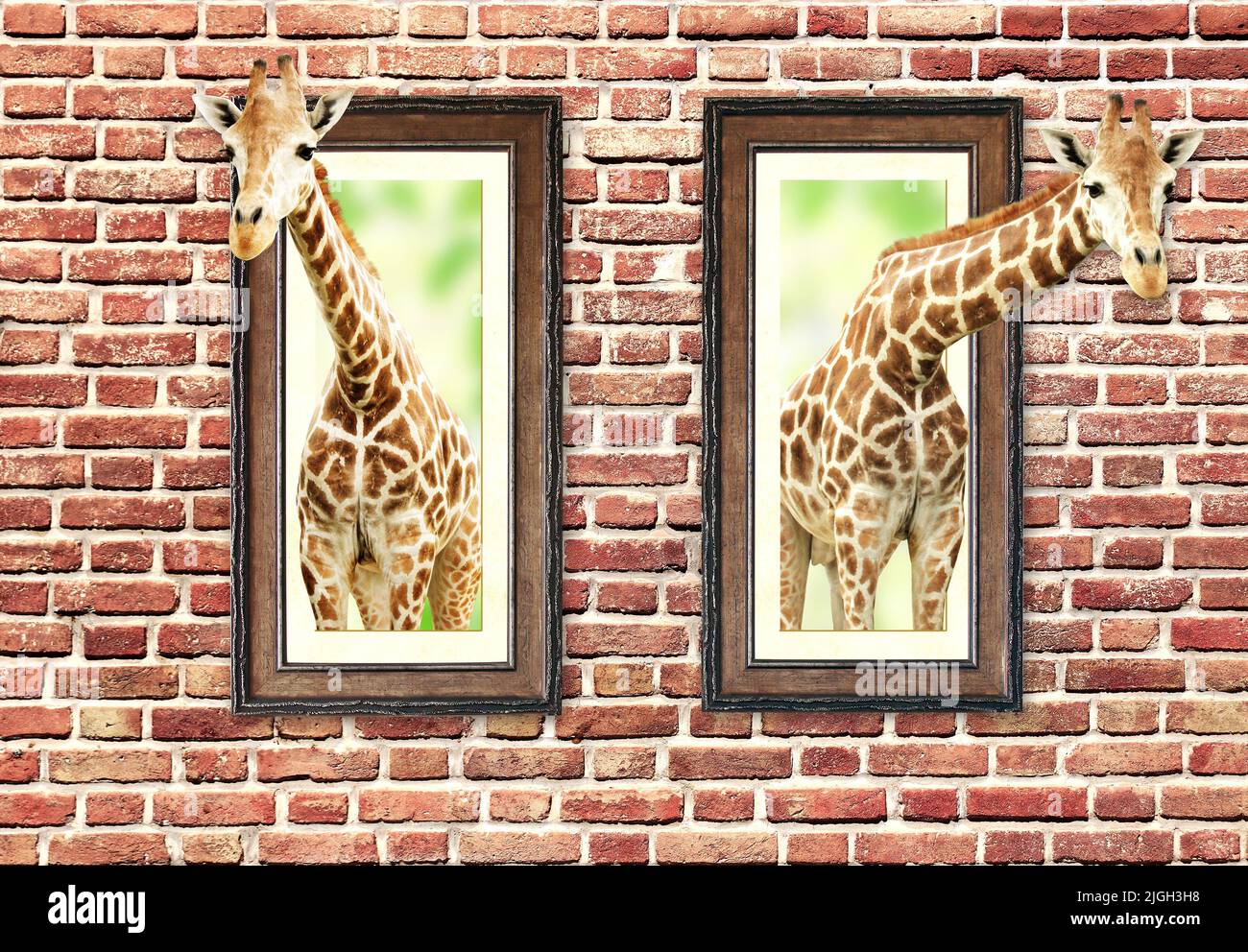 Two giraffes in wooden frames with 3d effect. Curious cute giraffes ...