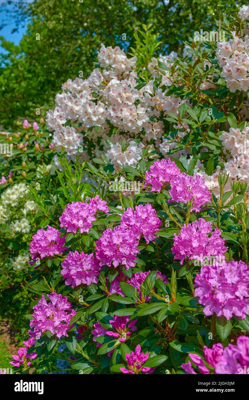 Rhododendron in my garden. A series of photos of rhododendron in garden ...