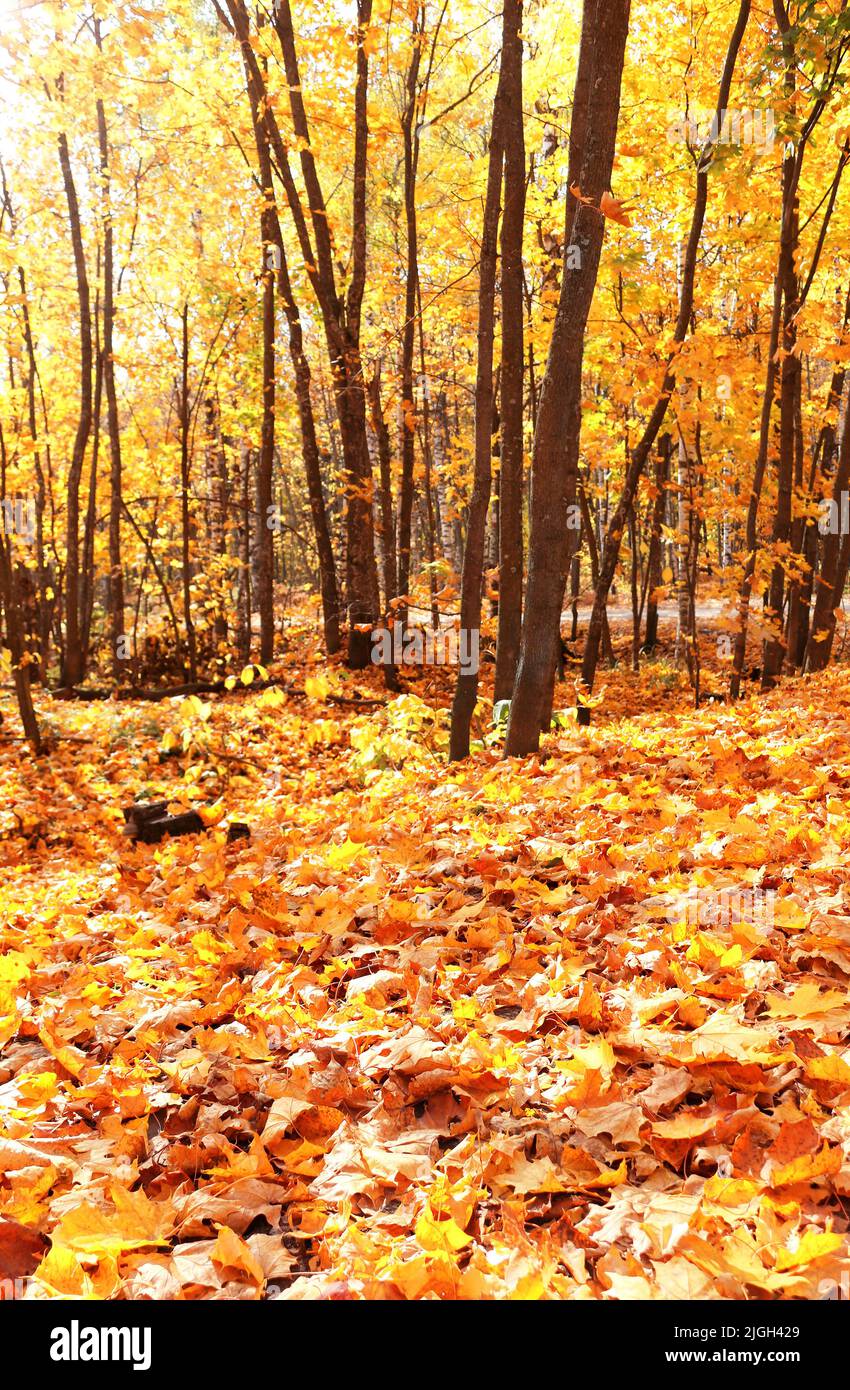 Calm fall season. Beautiful landscape with maple alley in autumn park. Maples trees with yellow ...