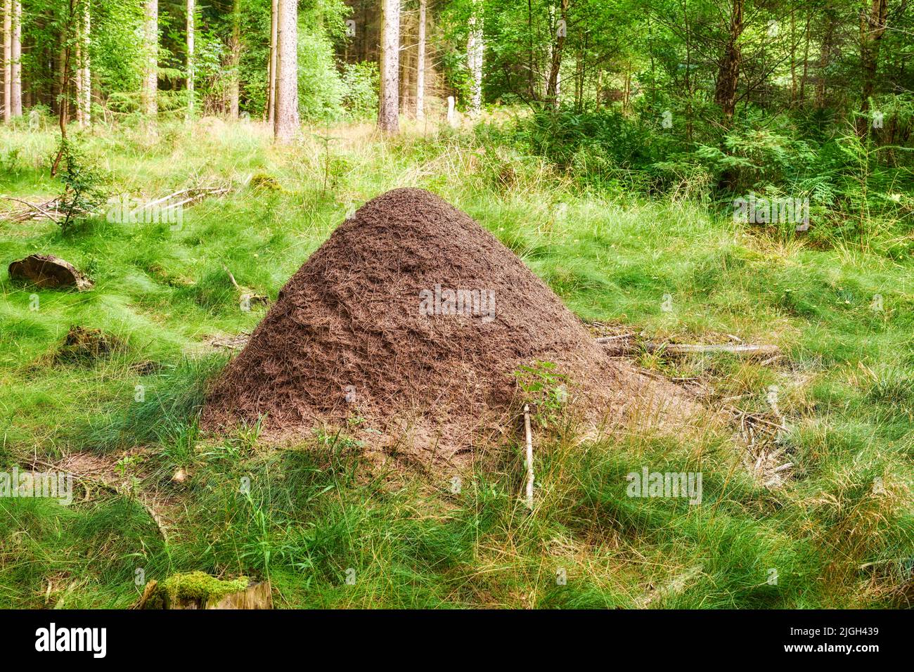 Huge anthill in a pine forest. Huge anthill in pine forest, Denmark ...