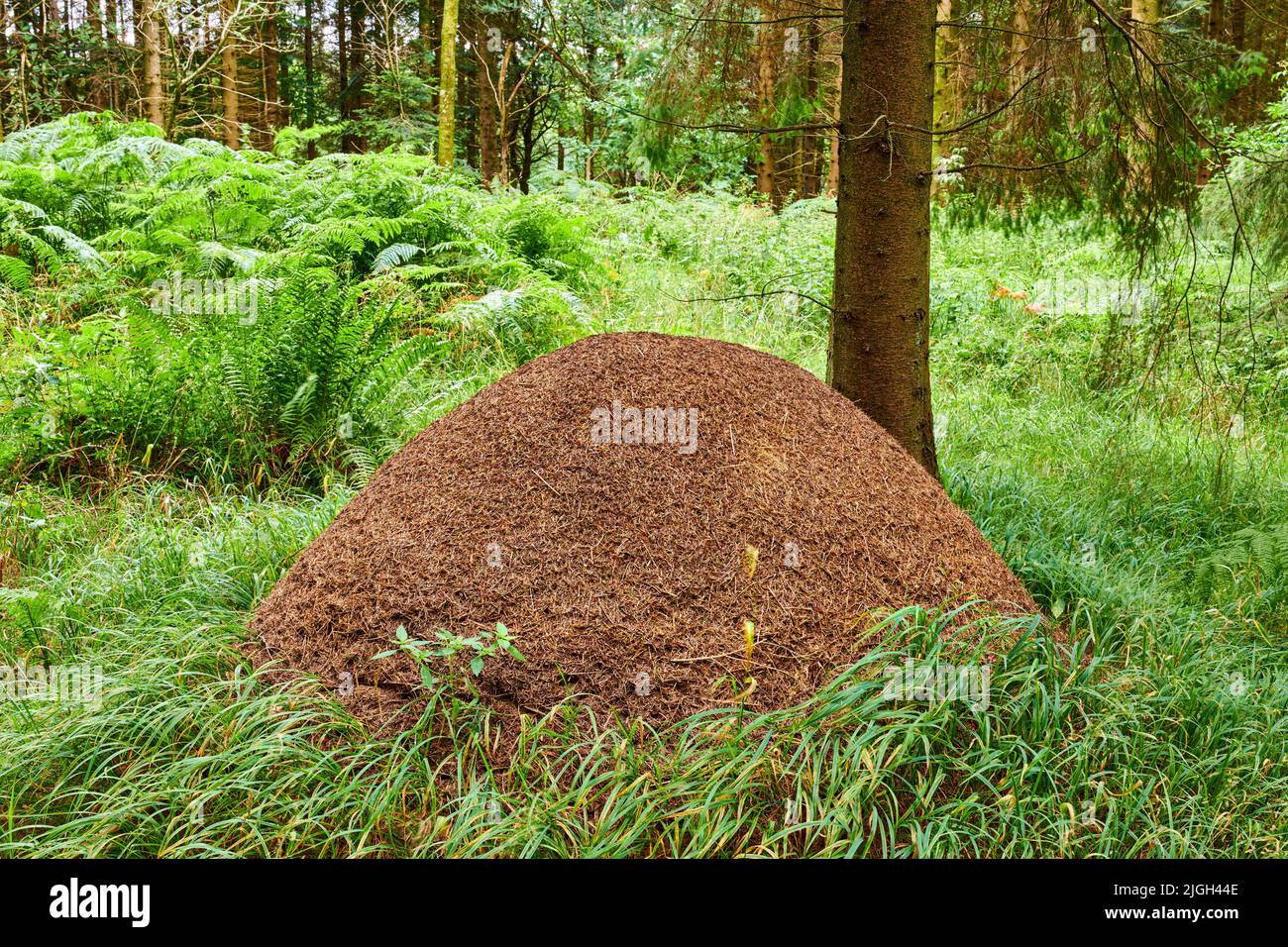 Huge anthill in a pine forest. Huge anthill in pine forest, Denmark ...