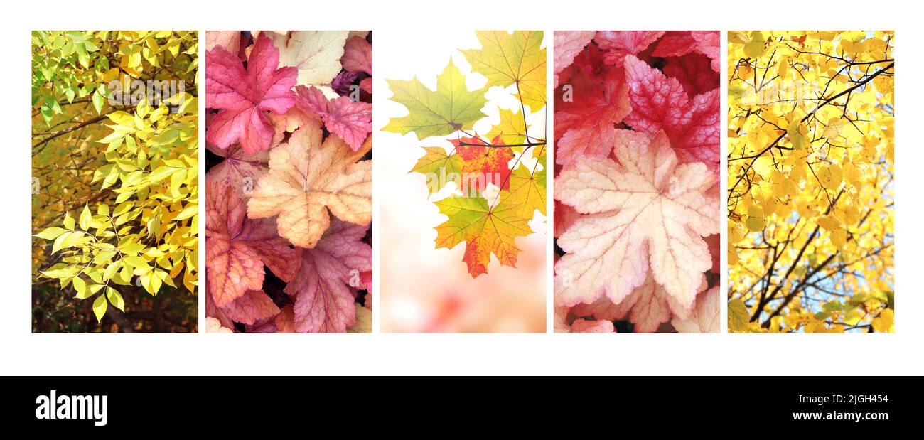 Set of vertical nature banners with autumn scenes. Collection of fall ...