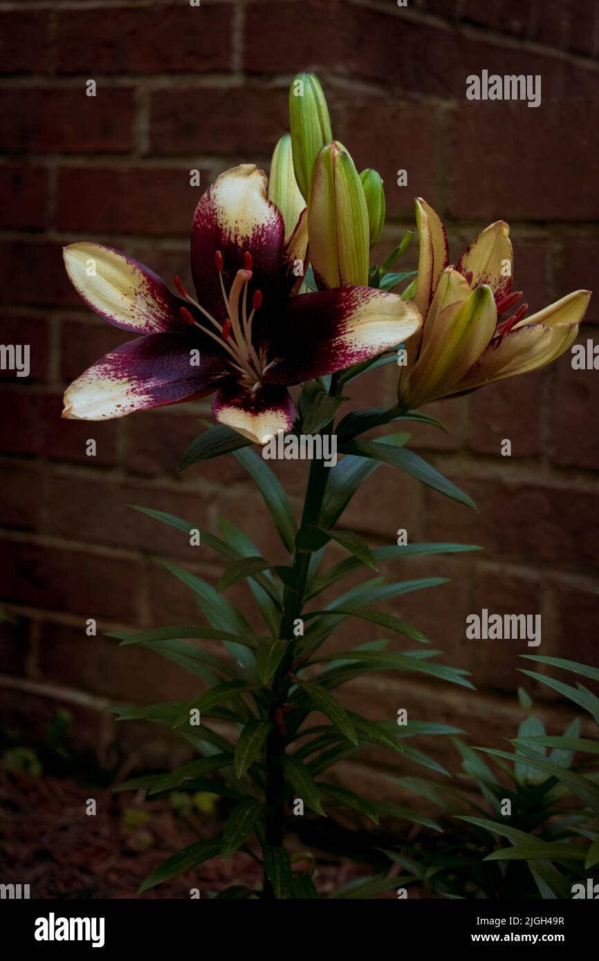 Trumpet and aurelian hybrids hi-res stock photography and images - Alamy