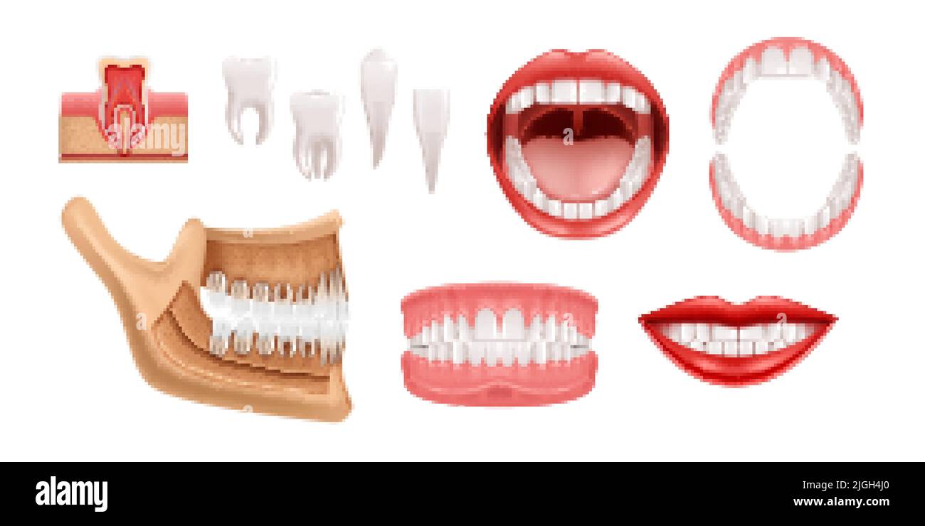 Human teeth realistic set of isolates icons with anatomic jaws and ...