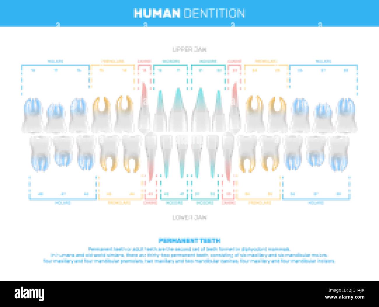 Dental rows Stock Vector Images - Alamy