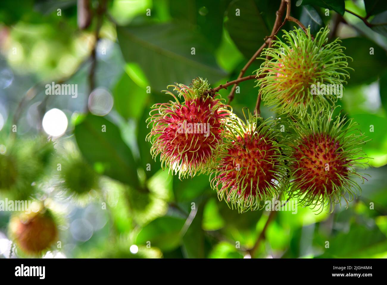 Bunch of rambutan fruit hanging from a rambutan tree. Rambutan fruit in ...