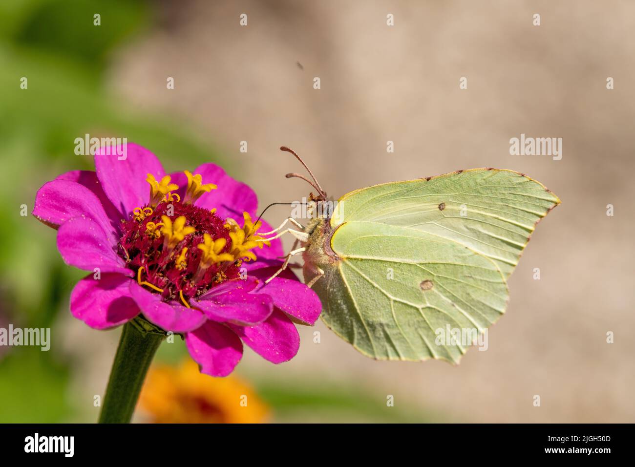 Lemon pink wing hi-res stock photography and images - Alamy