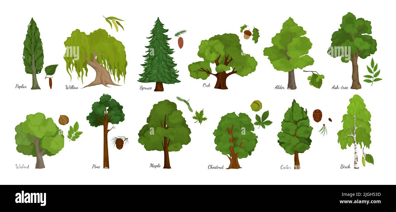Tree leaf seed set with isolated icons of various kinds of trees with ...