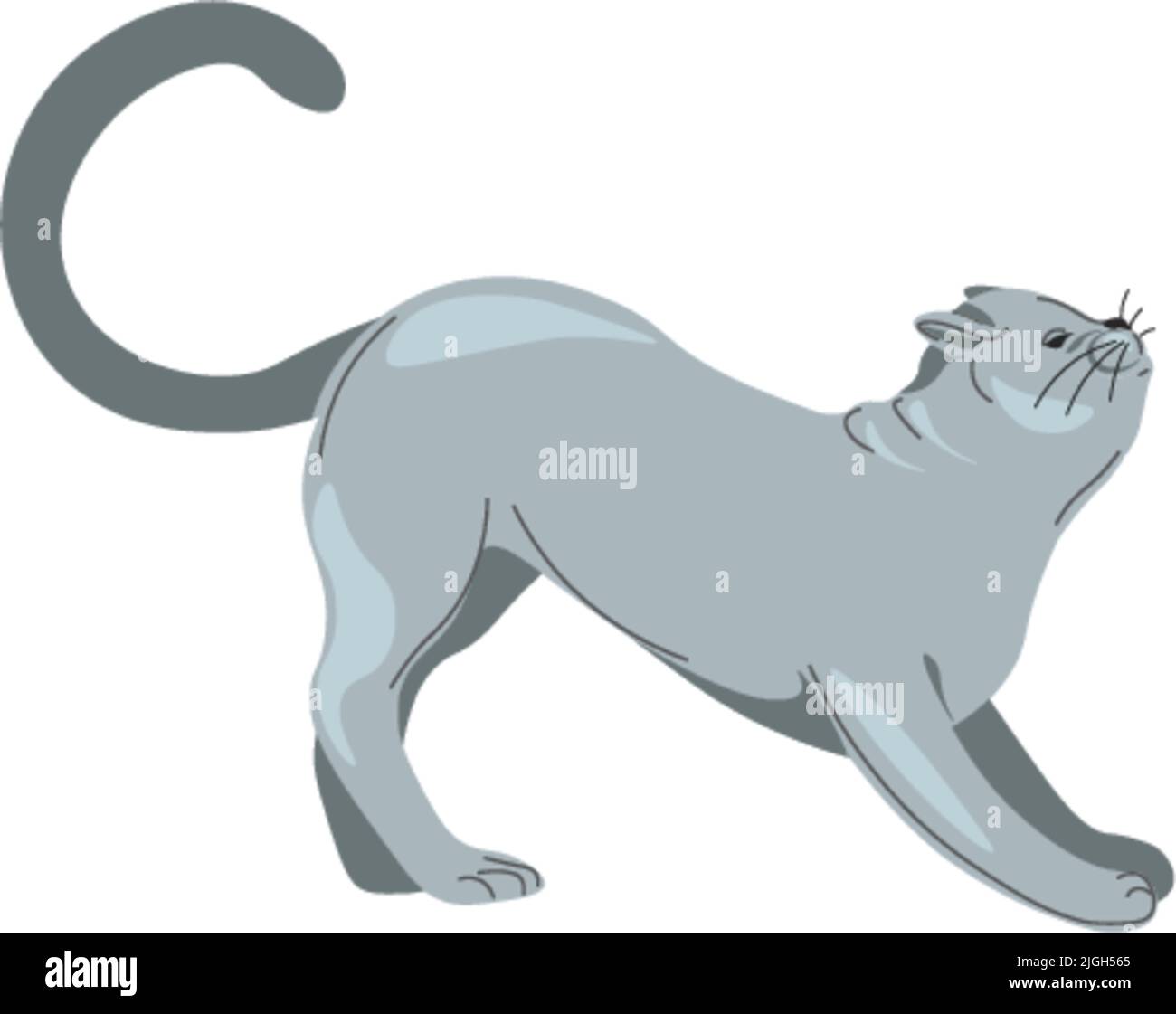 Stretching grey cat, feline animal portrait kitty Stock Vector Image ...