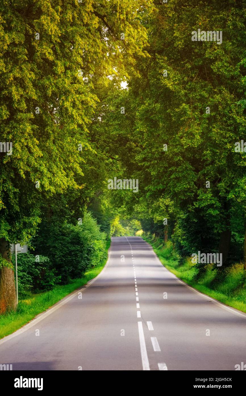 Picturesque plot of asphalt road in central Europe with trees on each ...