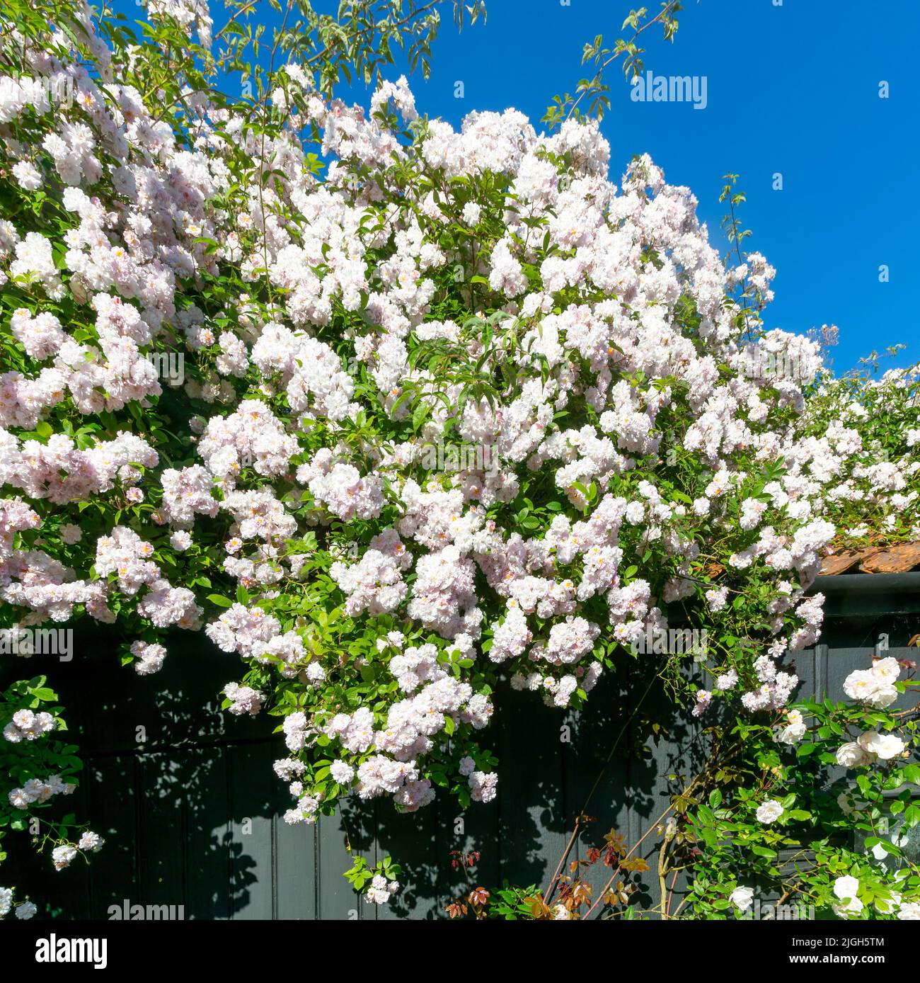 Paul’s Himalayan Musk rambling rose pink flowers growing on garden shed ...