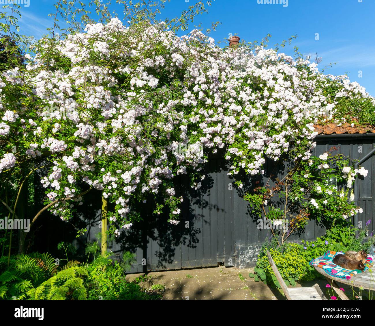 Paul’s Himalayan Musk rambling rose pink flowers growing on garden shed ...