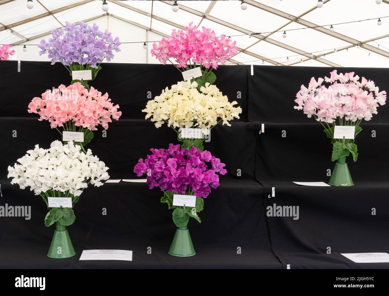 Sweet peas at the National National Sweet Pea Society Show Stock Photo ...