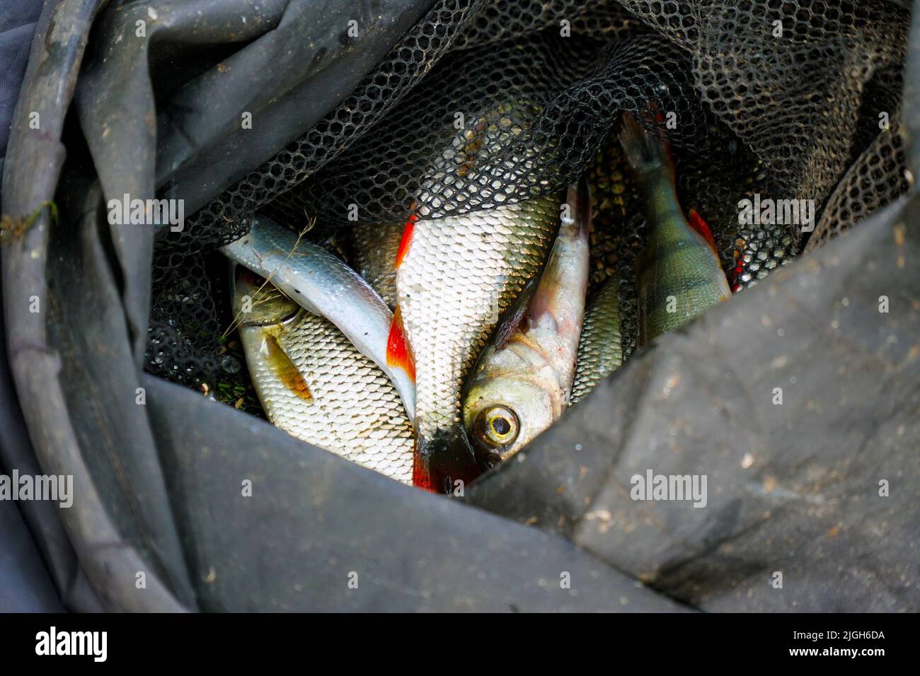 Fish jumping on fishing net hi-res stock photography and images - Alamy