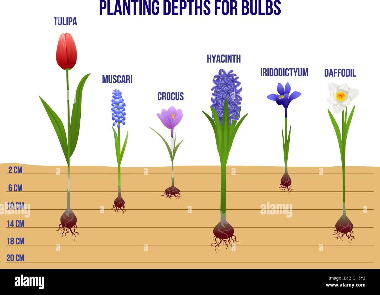 Spring flowers flat infographics with profile view of plant sprouts ...