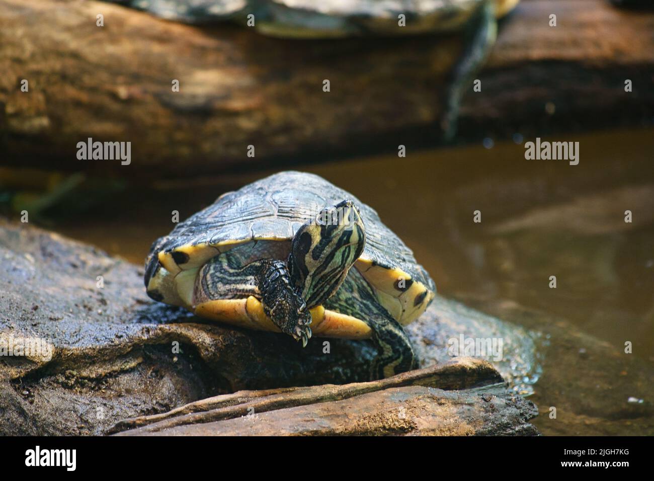 Yellow-cheeked jewel turtle on a rock on land basking. The turtle ...