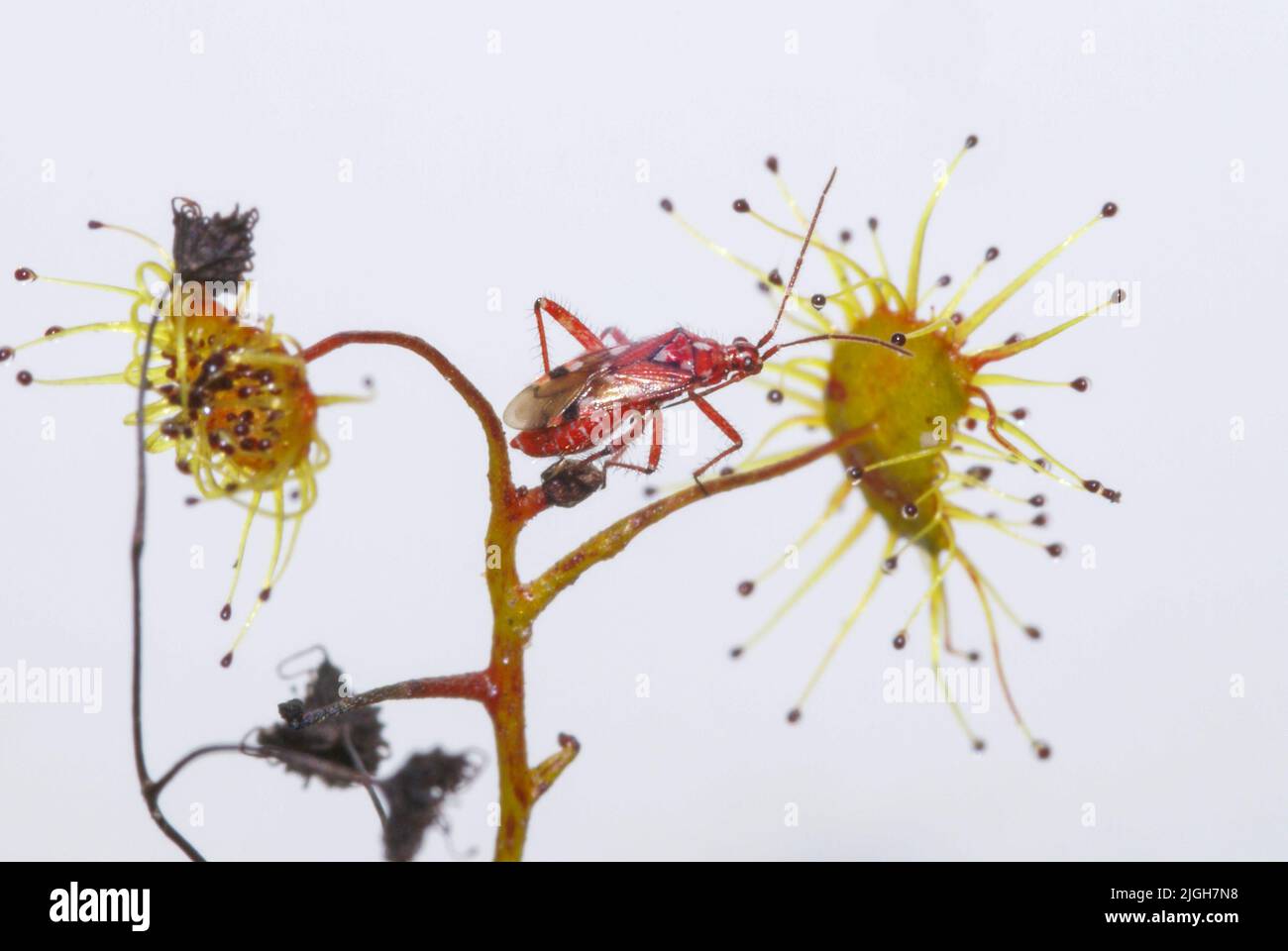 Symbiotic Setocoris bug on carnivorous sundew leaves (Drosera gigantea ...