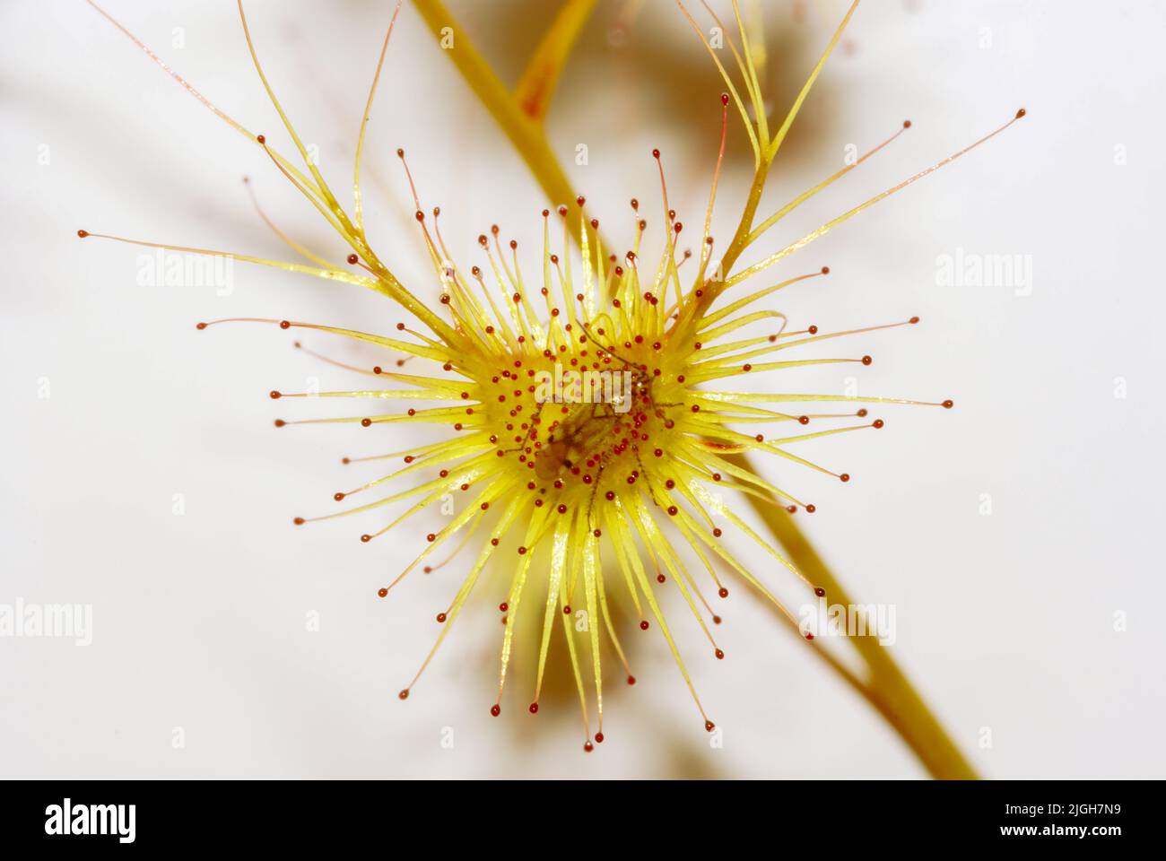 Symbiotic Setocoris bug in a sundew leaf (Drosera gigantea), Western ...