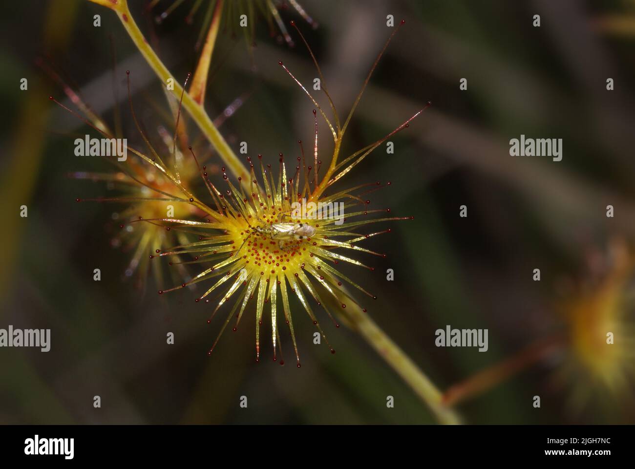 Symbiotic Setocoris bug in a sundew leaf (Drosera gigantea), Western ...
