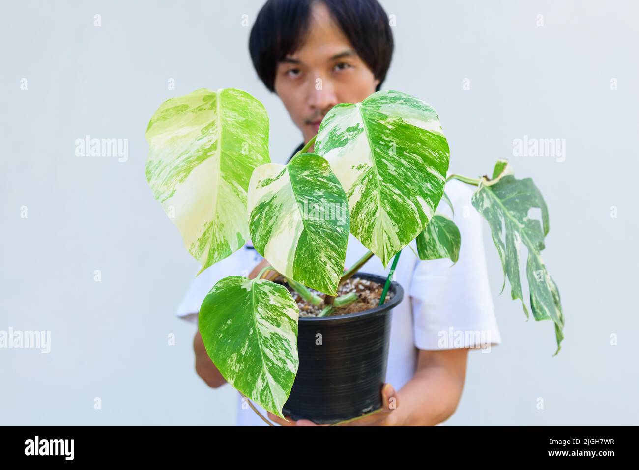 Monstera deliciosa albo variegata hi-res stock photography and images ...