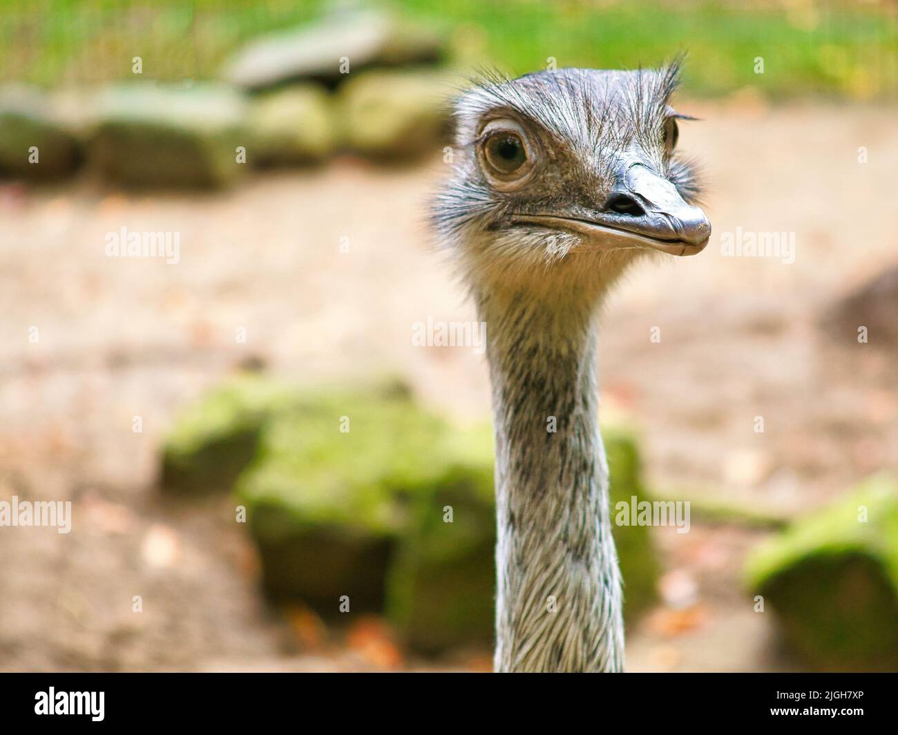 Bird ostrich with funny look. Big bird from Africa. Long neck and long ...
