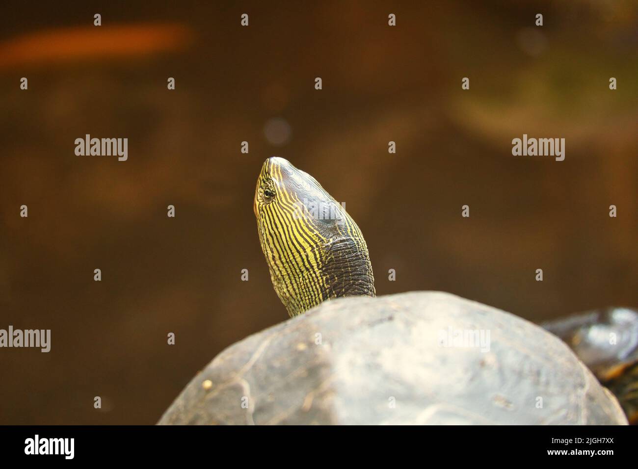 Yellow-cheeked jewel turtle on a rock on land basking. The turtle ...