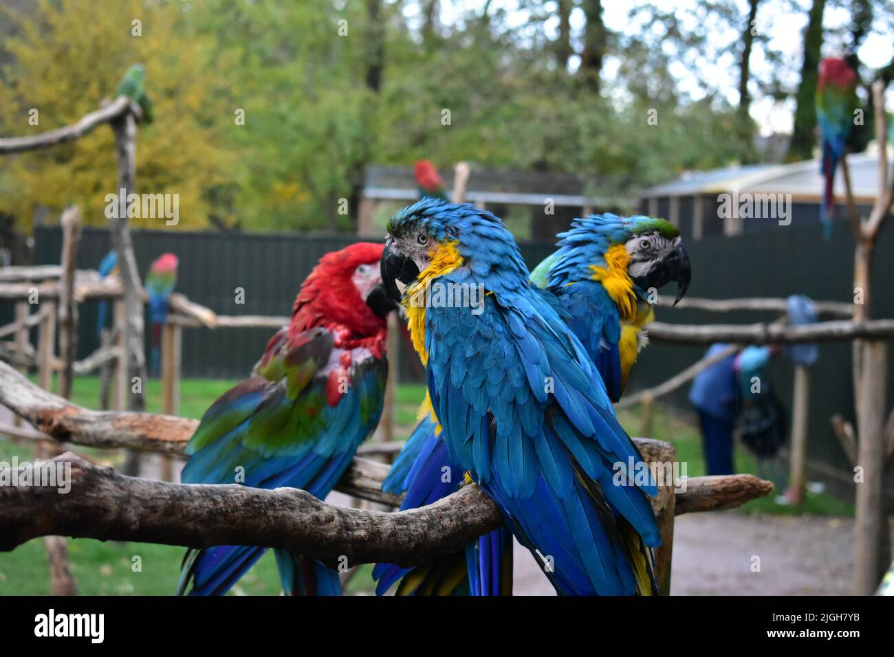I took this picture at Birdland Leicester, the home of many tropical ...