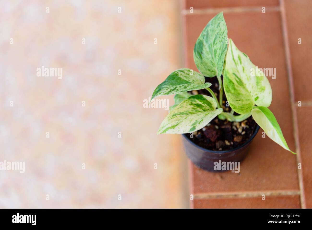 closeup to Epipremnum Marble Queen Stock Photo - Alamy