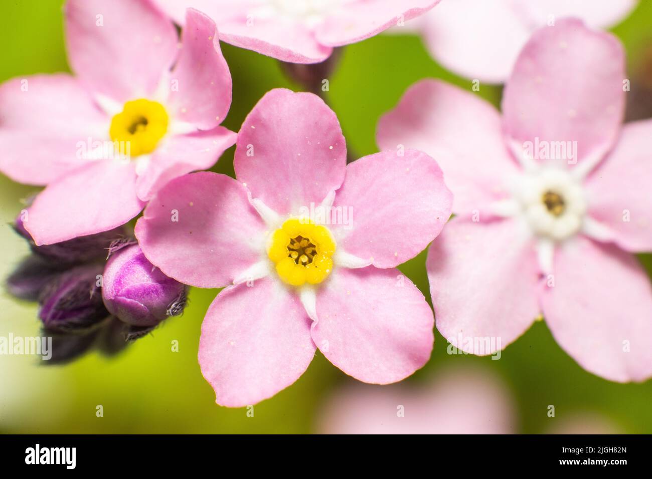 Scropion grasses hi-res stock photography and images - Alamy
