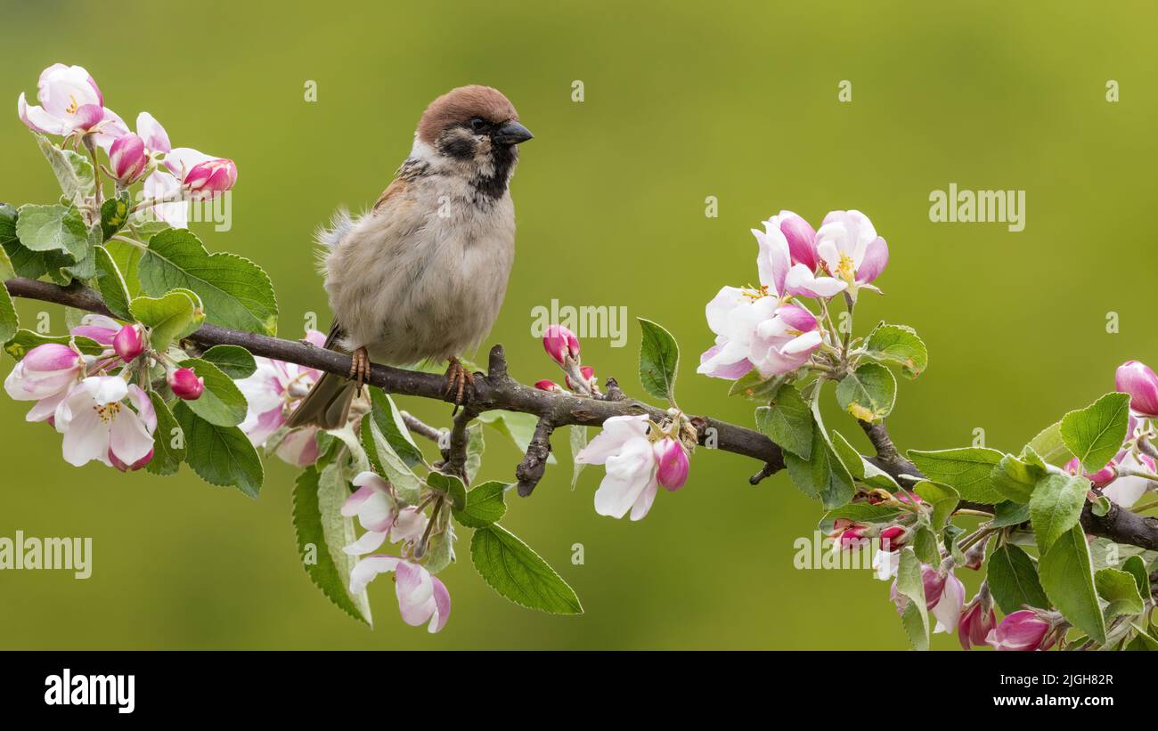 Sparrow sitting on branch spring hi-res stock photography and images ...